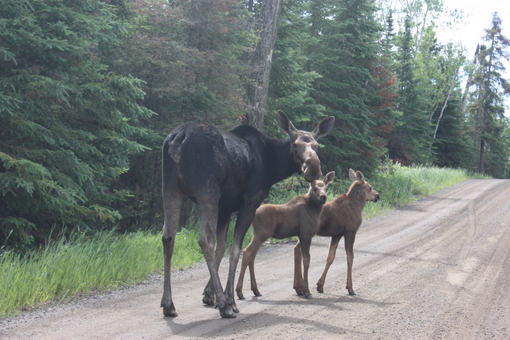 Moose Tail Tale – Boundary Waters Blog
