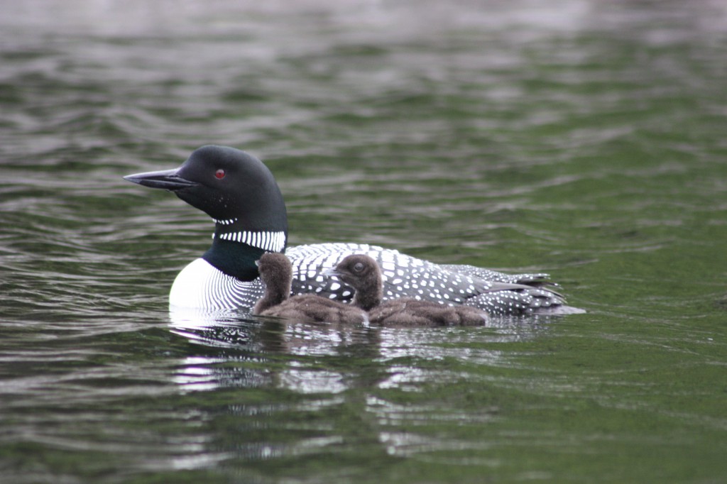 Loon Chicks are Hatching in the BWCA – Boundary Waters Blog