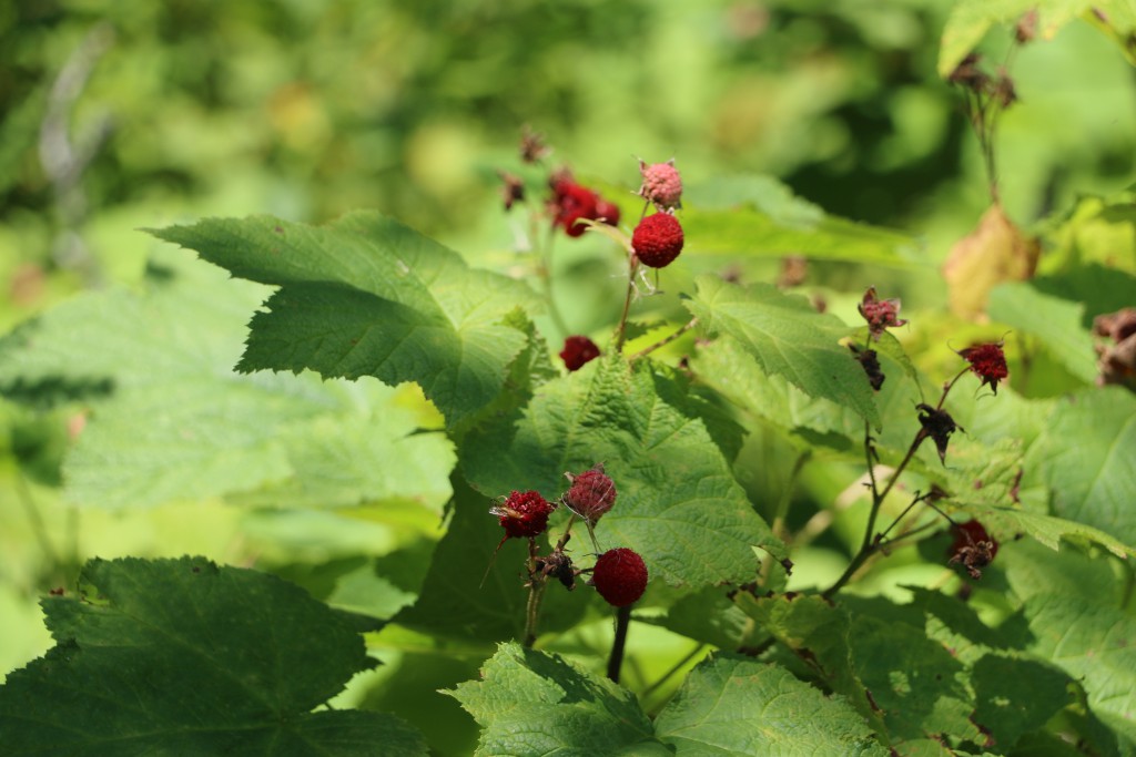 Thimbleberries are Good and Good for You – Boundary Waters Blog