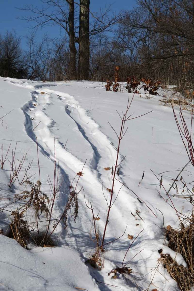 Otters Sliding, Rugby Sledding – Boundary Waters Blog